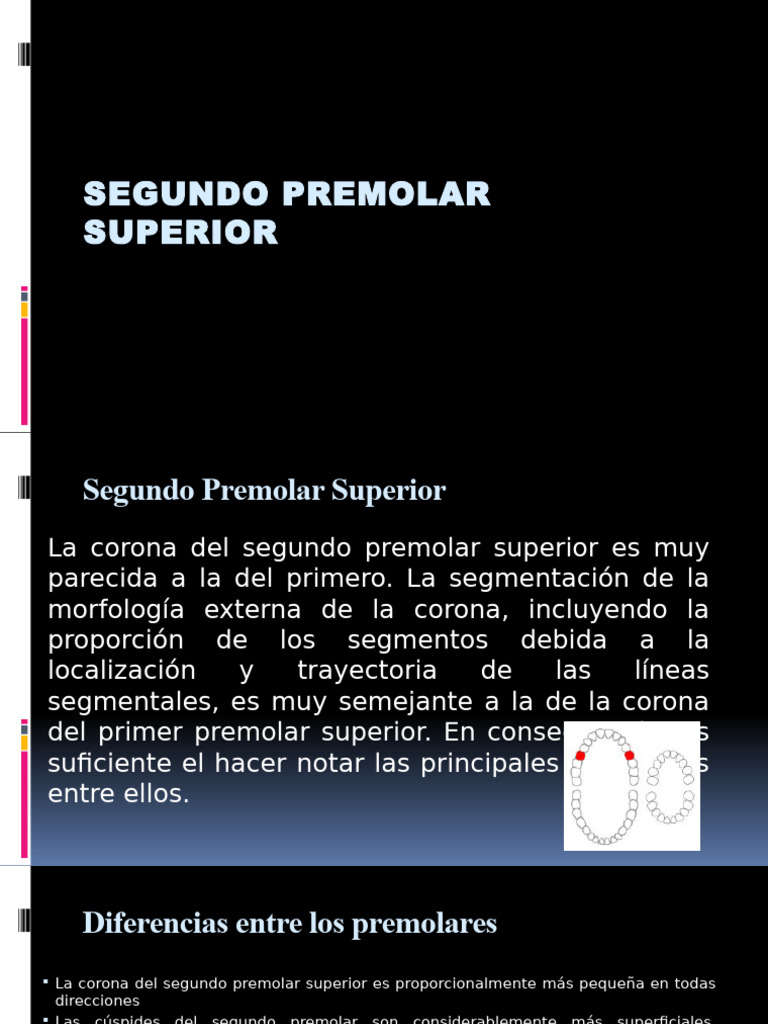 Anatomía del Segundo Premolar Superior | PDF