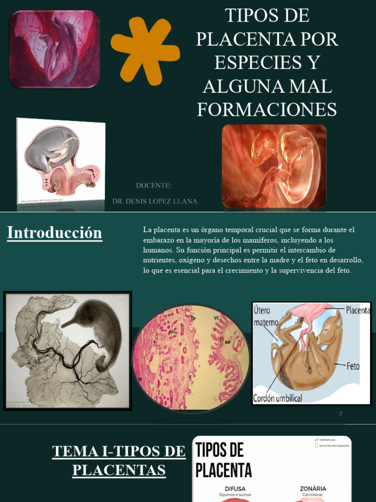 TIPOS DE PLACENTA POR ESPECIES Y ALGUNA MAL FORMACIONES Expo ...