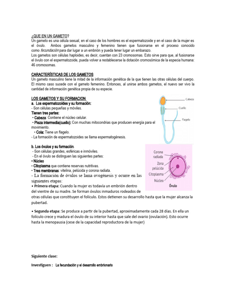 Actividad Qué Es Un Gameto | PDF