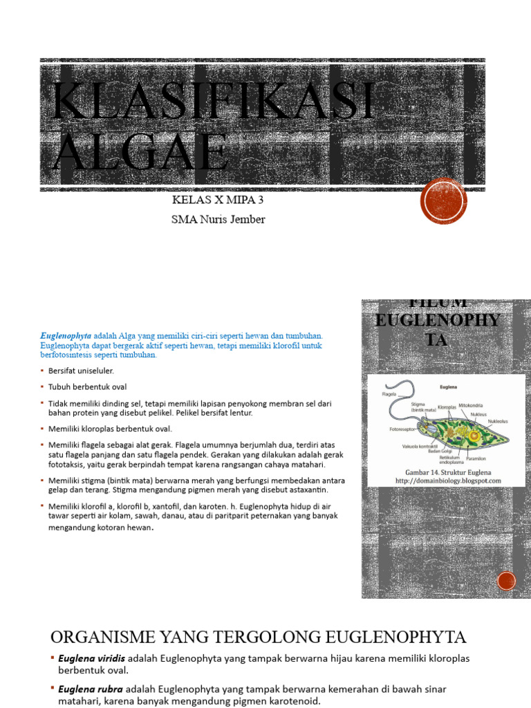 Klasifikasi Alga untuk Kelas X MIPA | PDF | Griya & Taman | Sains ...