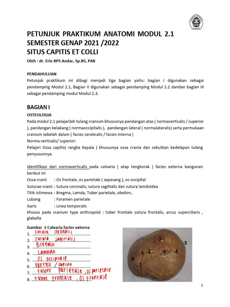 Petunjuk Praktikum Situs Capitis Et Colli Modul 2.1 Semester Genap 2021-2022 | PDF