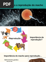 Anatomia Clínica Da Região Inguinal | PDF | Testículo | Anatomia