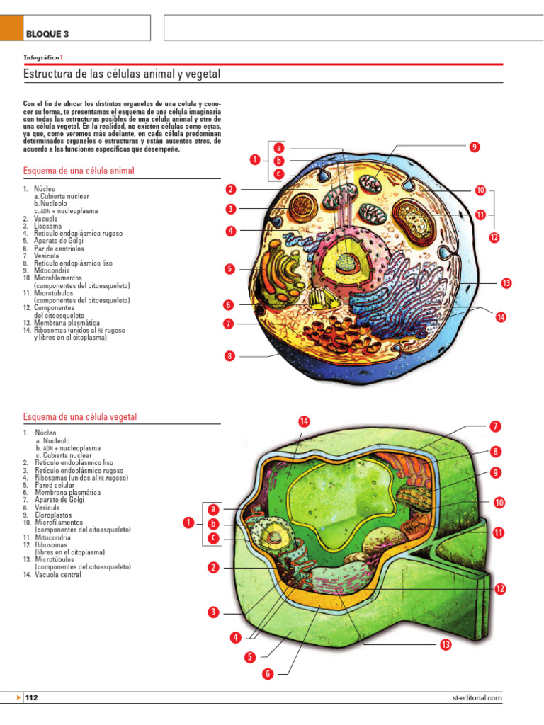 Estructura Celula Vegetal y Animal | PDF | Citoplasma | Biología Celular)