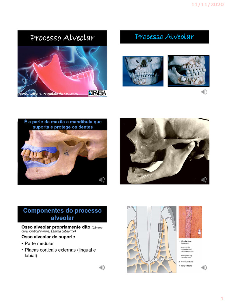 Processo Alveolar | PDF | Osso | Anatomia humana