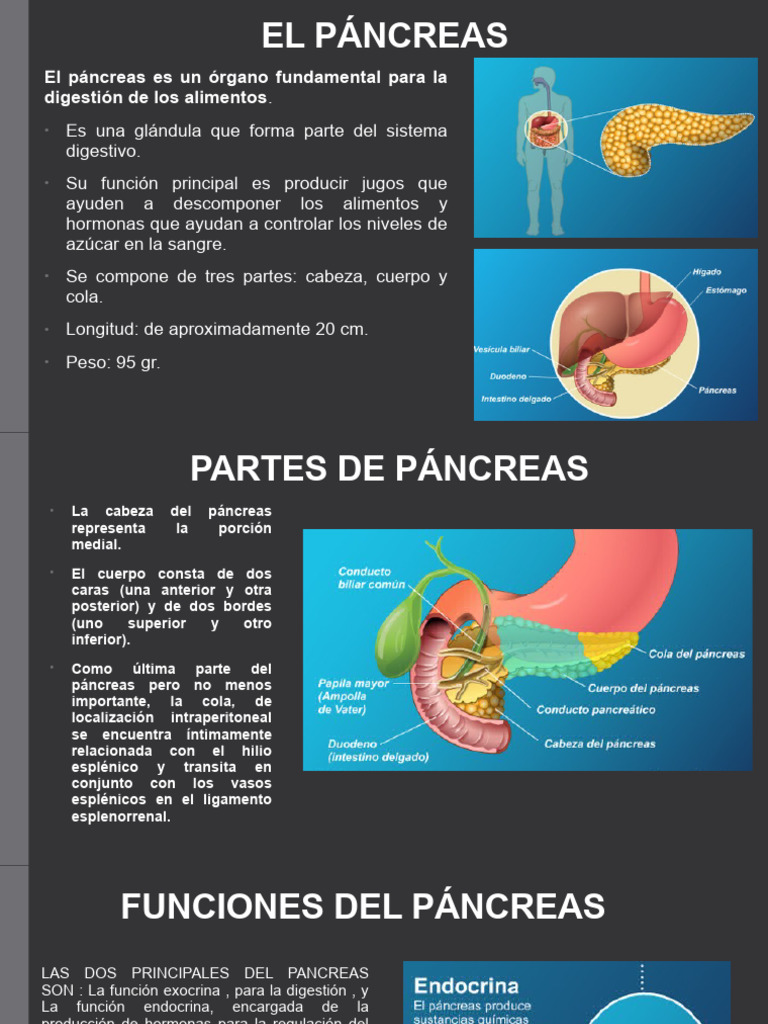 eL páncreas DOC ... | PDF | Páncreas | Cáncer
