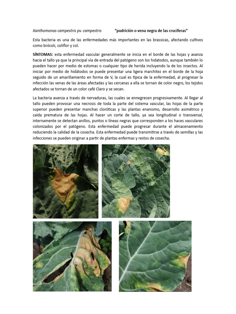 Xanthomonas Campestris Pv. Campestris Sintomatología | PDF