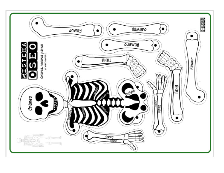 Act. Sistema Óseo | PDF