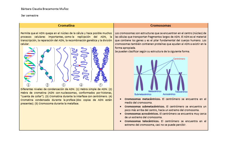 ACTIVIDAD 1. Cromatina y Cromosomas | PDF
