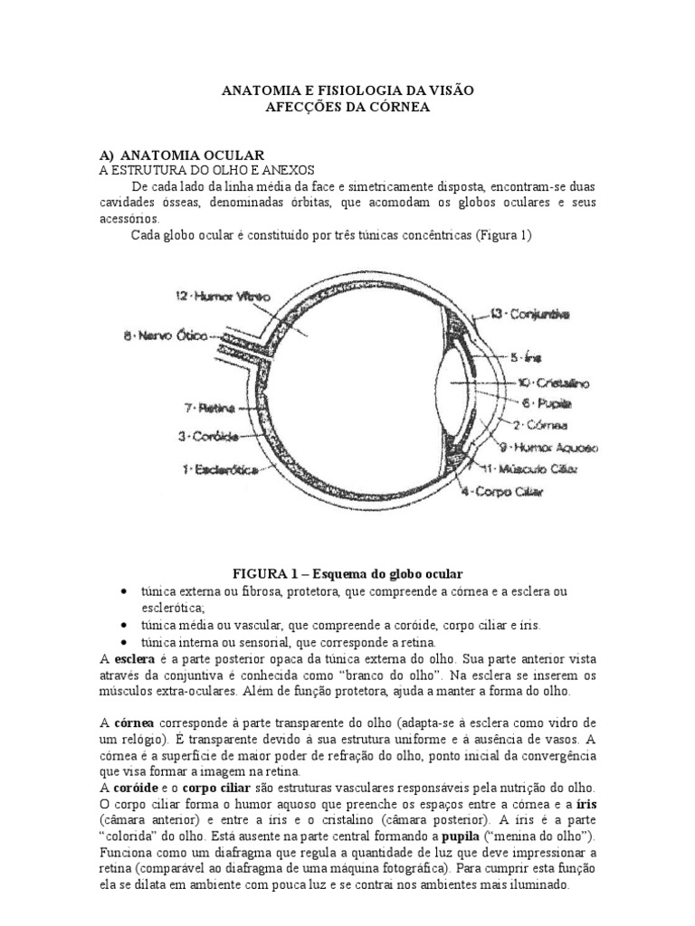 Anatomia e Fisiologia Da Visão | PDF | Olho humano | Sistema visual