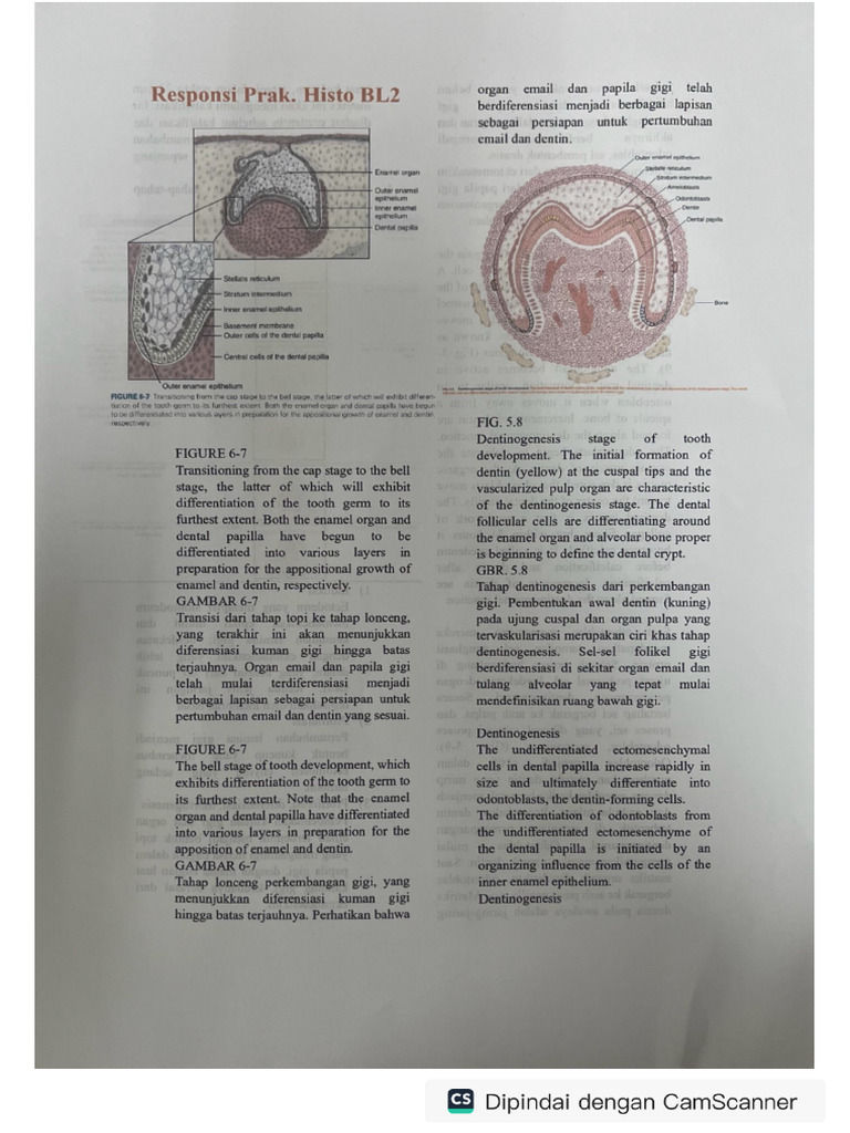 Responsi Histo 1 | PDF