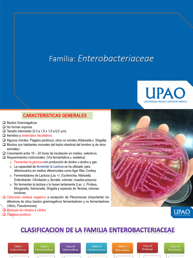 Familia Enterobacteriaceae, Diagnóstico Microbiológico | PDF ...