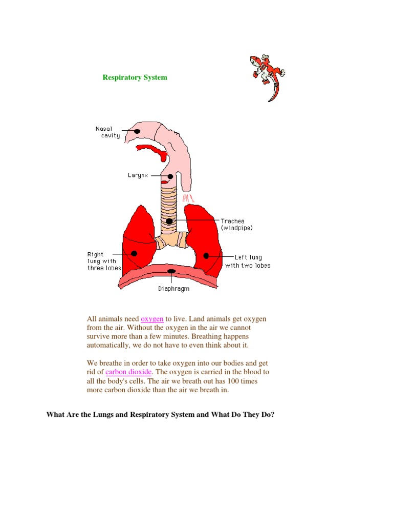 Respiratory System | PDF | Breathing | Respiratory System