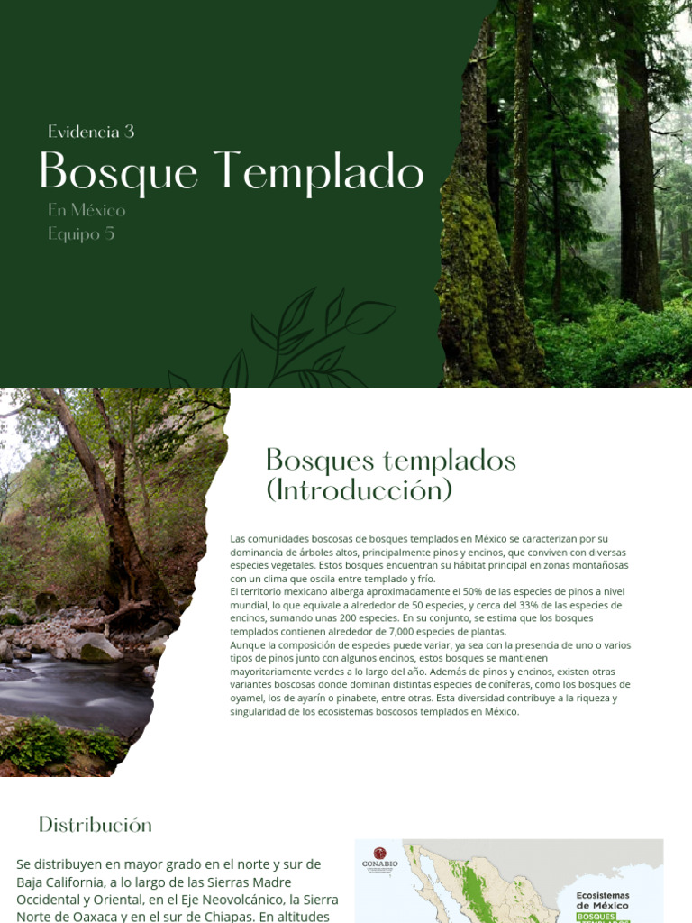 Presentación de Bosque Templado de La Naturaleza de La Vida | PDF | Los ...