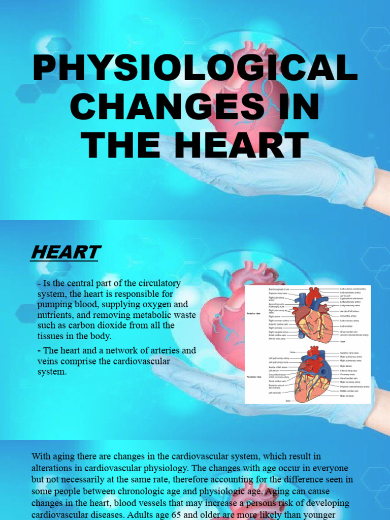 Cardio Changes 2 | PDF | Heart | Artery