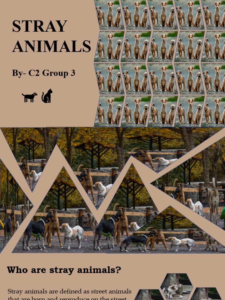 Stray Animals | PDF | Cruelty To Animals | Animal Welfare