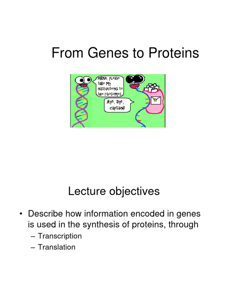 Gene Expression - Protein Synthesis | PDF | Translation (Biology ...