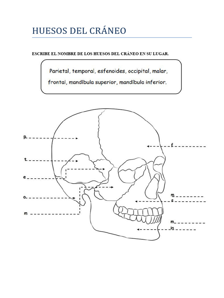 Huesos Del Cráneo Pdf
