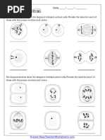 Calculation-Magnification-Qs Pack-Gcse | PDF | Micrograph | Cell (Biology)