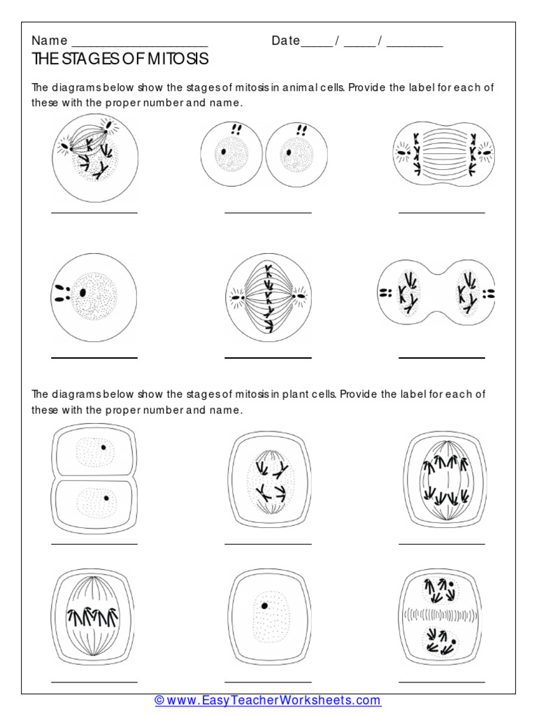 Stages of Mitosis | PDF
