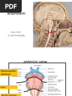 Anatomy and Function of the Pons | PDF | Brainstem | Human Anatomy