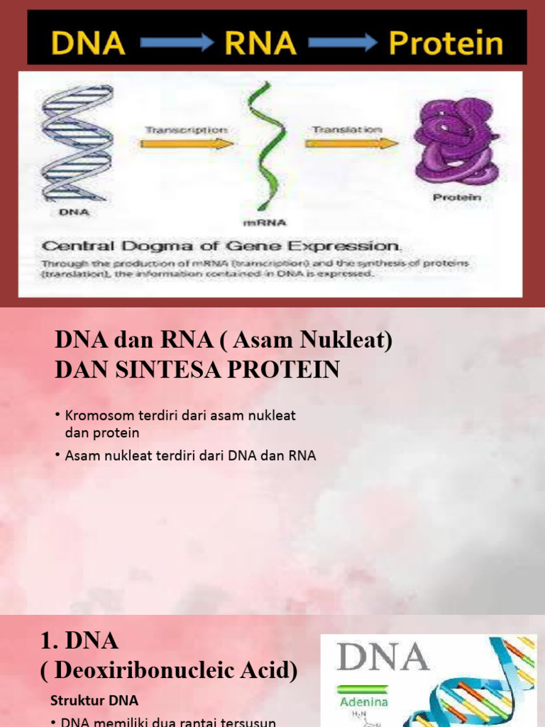 Dna | PDF