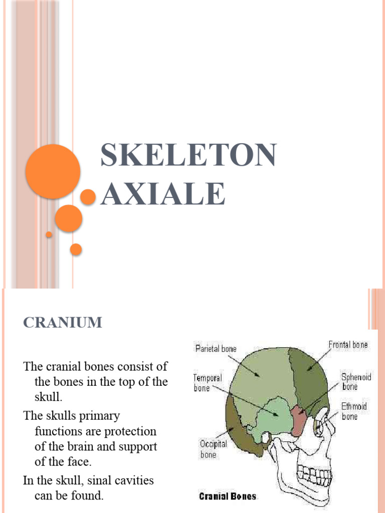 Anatomi - Osteologi Skeleton Axial | PDF | Vertebral Column | Vertebra