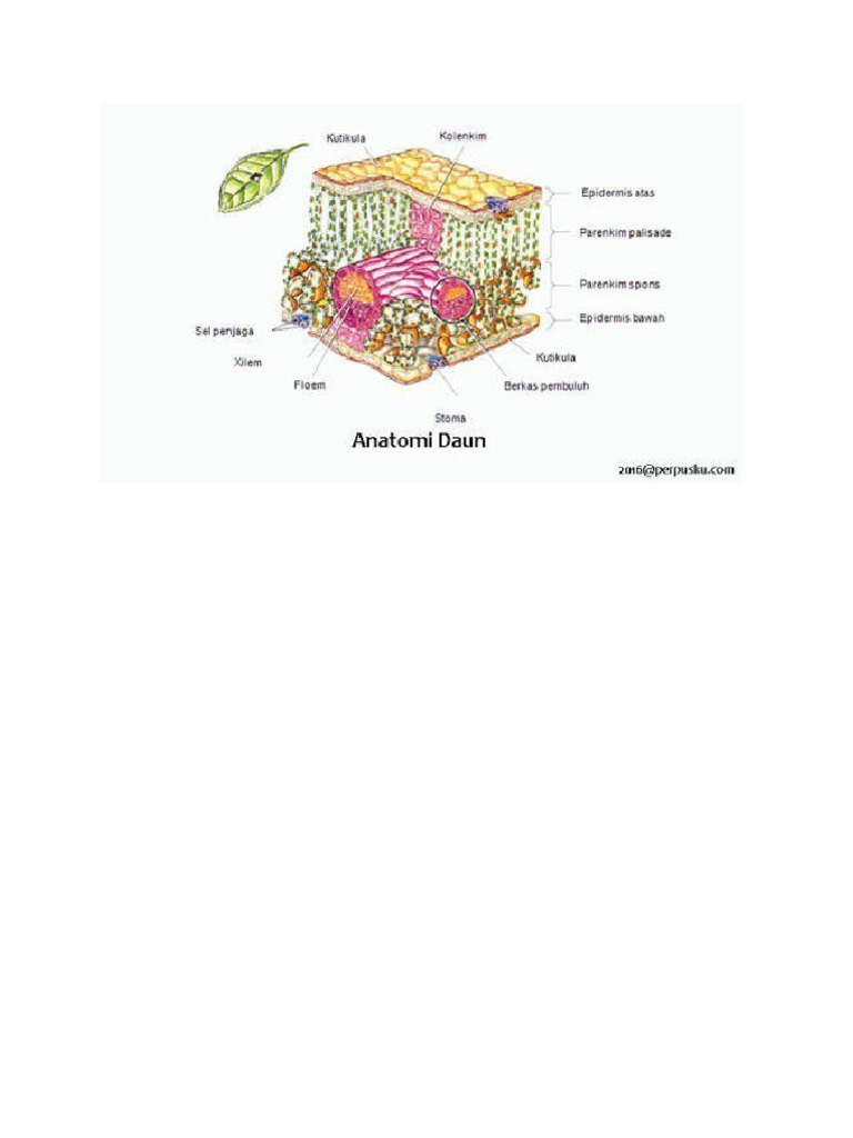 anatomi daun | PDF
