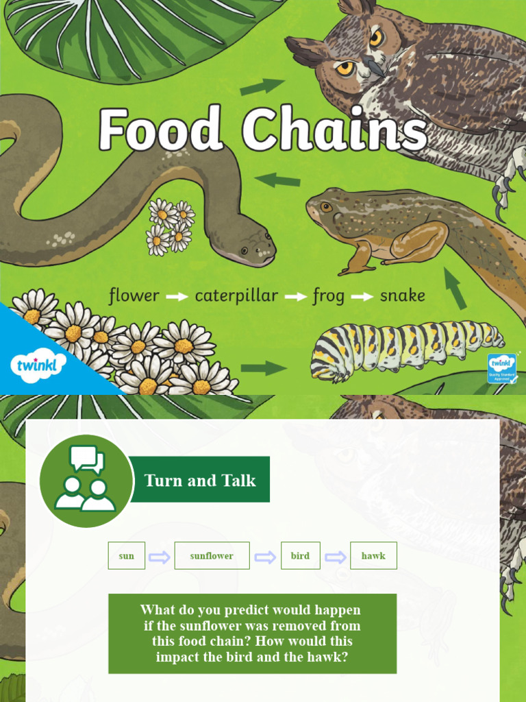 Food Chains | PDF | Predation | Biogeochemistry