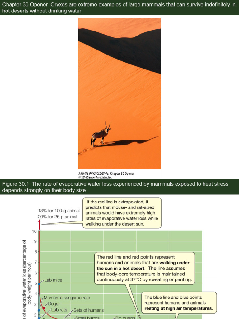 AnimalPhys4e Ch30 Figures | PDF | Antelope | Desert