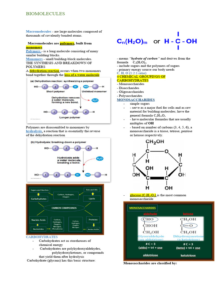Biomolecules Notes | PDF | Carbohydrates | Polysaccharide