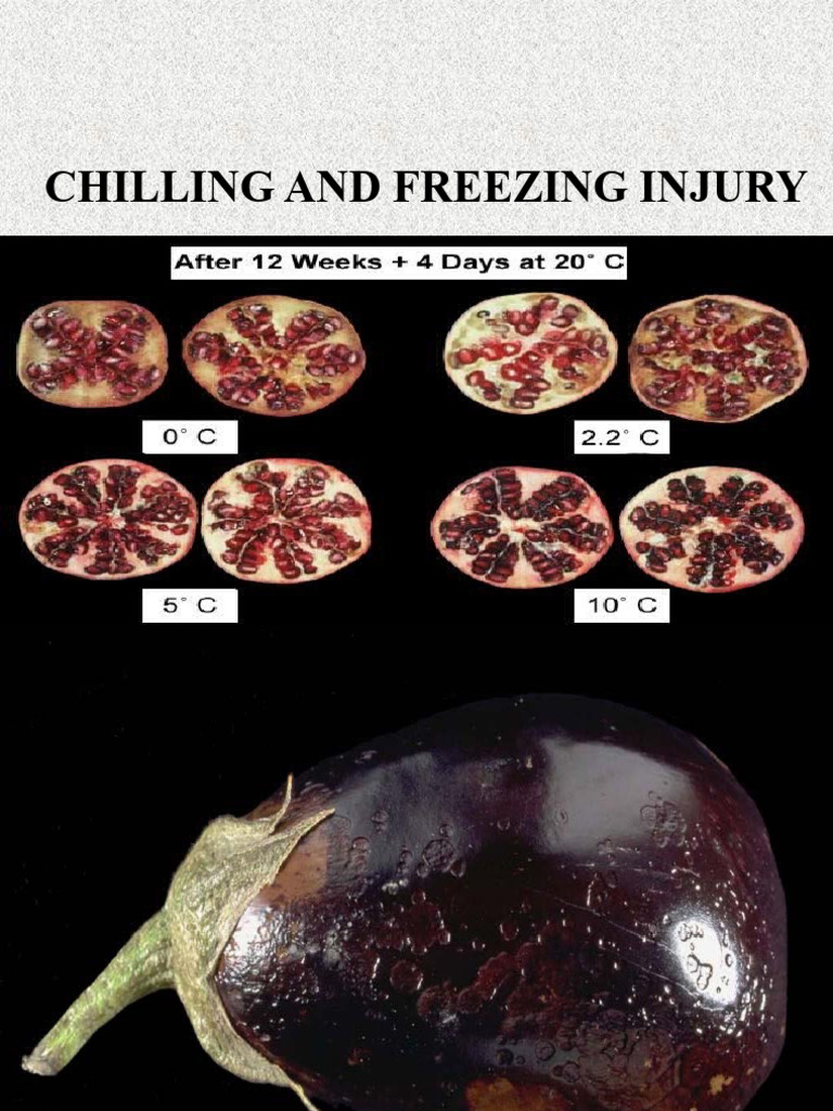Chilling and Freezing Injury | PDF | Freezing | Cell Membrane