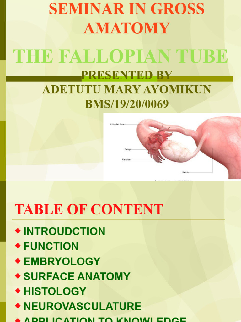 Anatomy And Function Of Fallopian Tubes Pdf Uterus Medical
