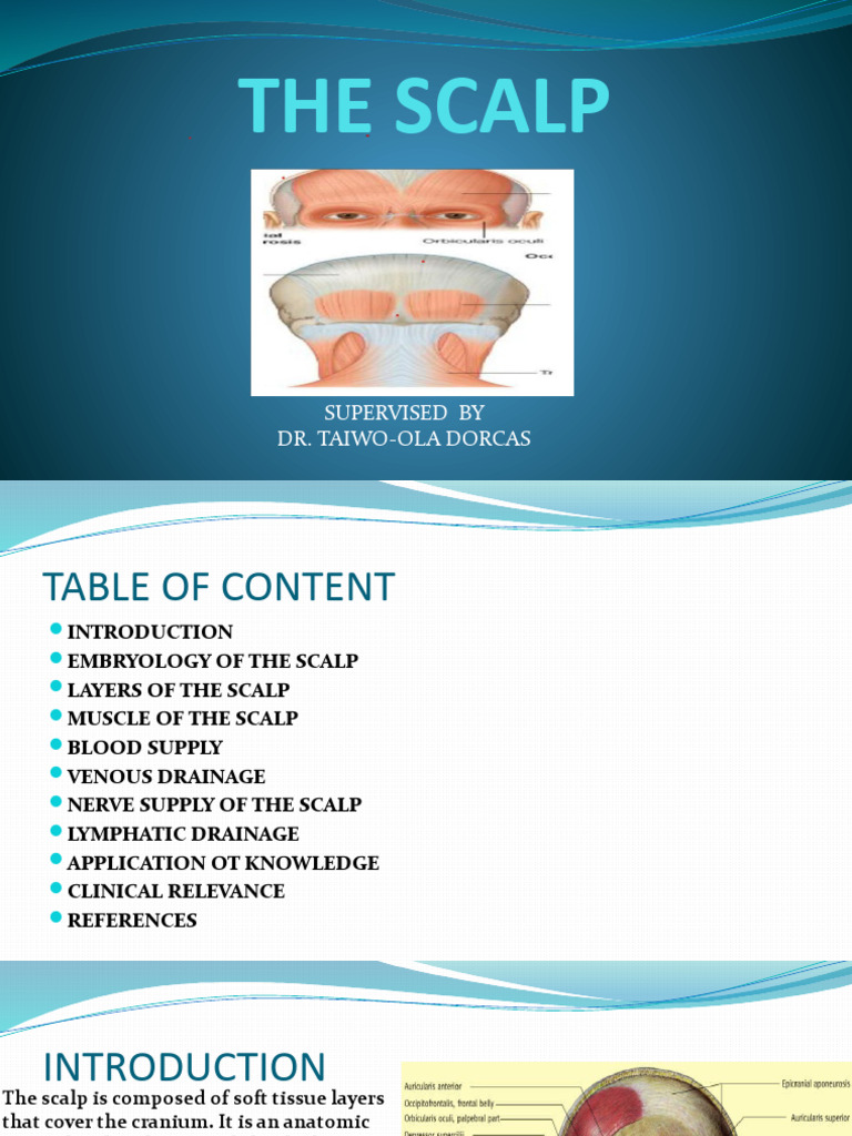 The Scalp | PDF | Human Head And Neck | Human Anatomy
