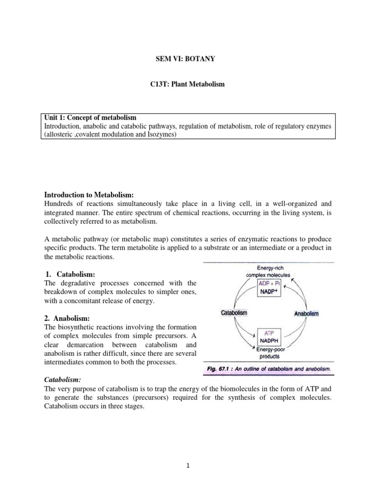 Plant Metabolism: Anabolism & Catabolism | PDF | Metabolism | Metabolic ...