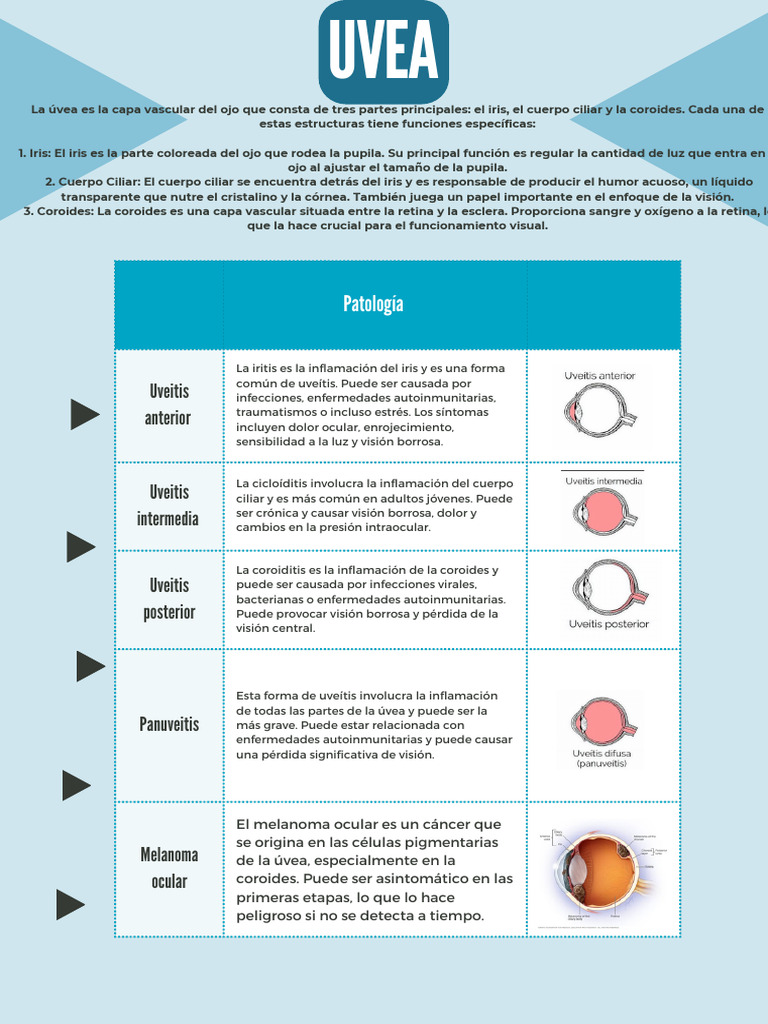 Uvea | PDF | Ojo humano | Percepción visual