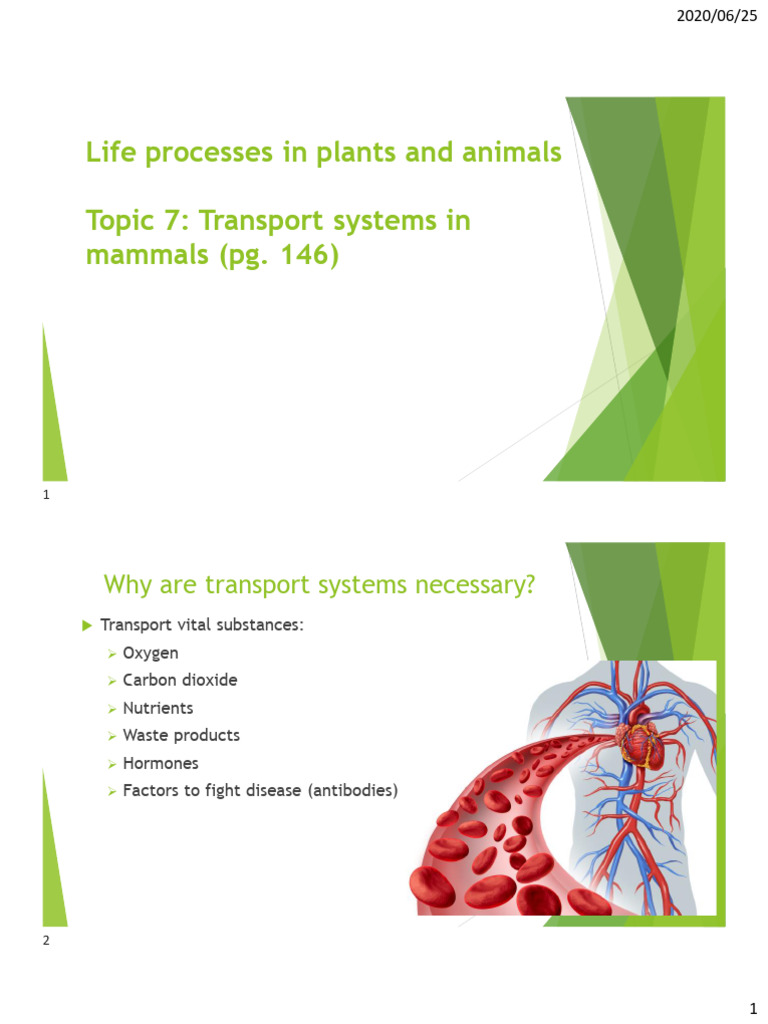 Gr10 Topic 7 - Transport Systems in Mammals CC | PDF | Heart | Lymph