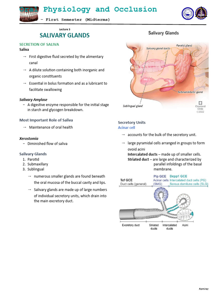 Lecture 3. Salivary Glands | PDF | Saliva | Glands Lecture 3. Salivary Glands | PDF | Saliva | Glands