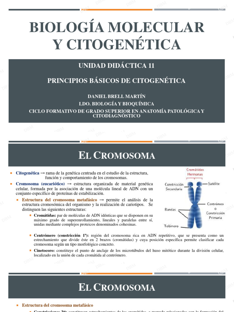 Unidad Didáctica 11 BMC Principios Básicos de Citogenética | Descargar gratis PDF | Cromosoma ...