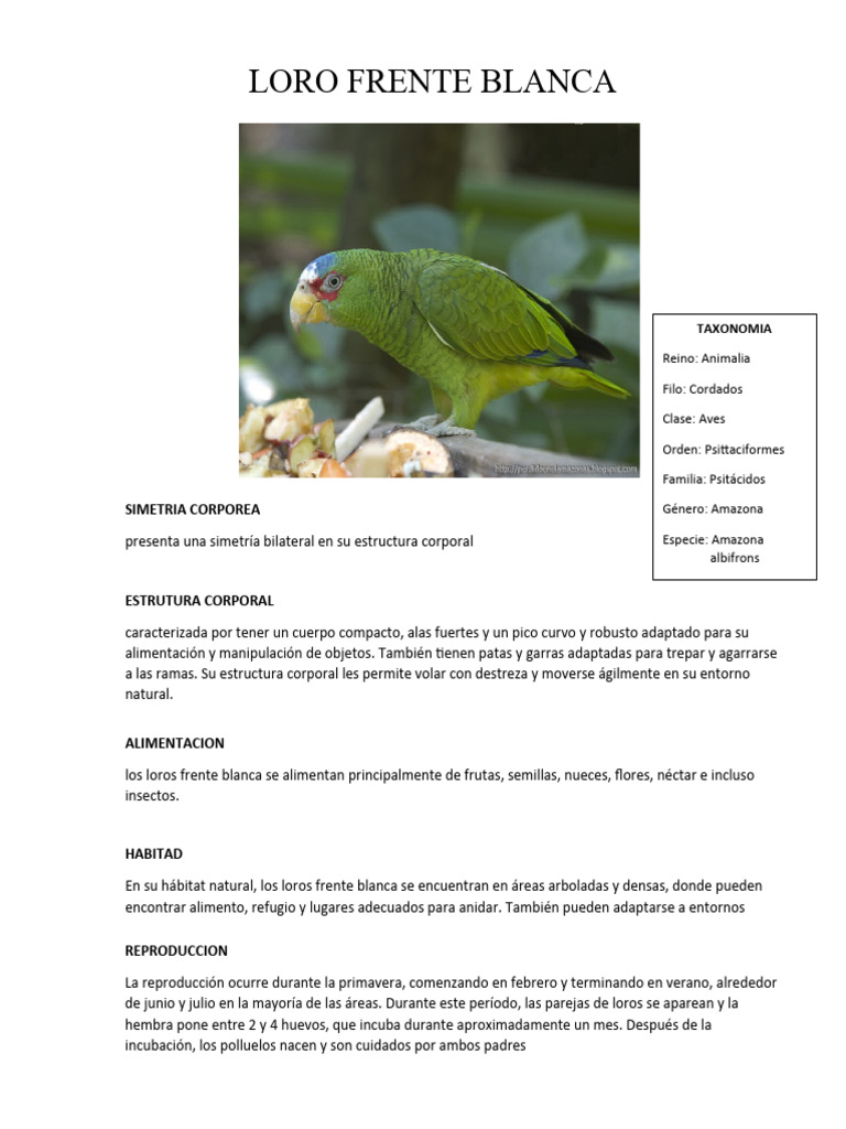 Loro Frente Blanca | PDF