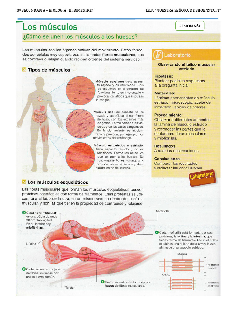 3ero-SESIÓN N°4 Los Músculos | PDF