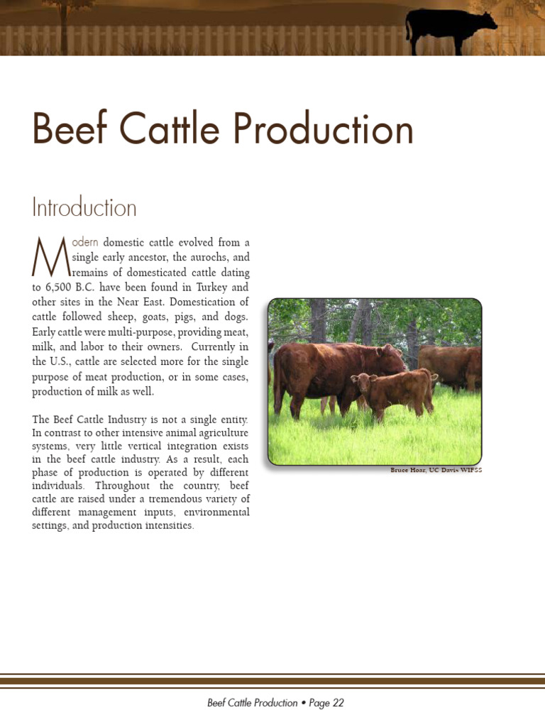 Beef Food Animal Production | PDF | Cattle | Dairy Cattle