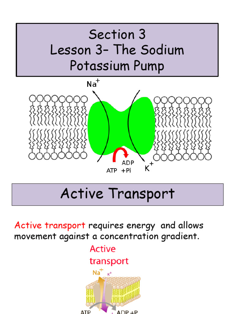 Lesson 3 The Sodium Potassium Pump | PDF | Biophysics | Structural Biology