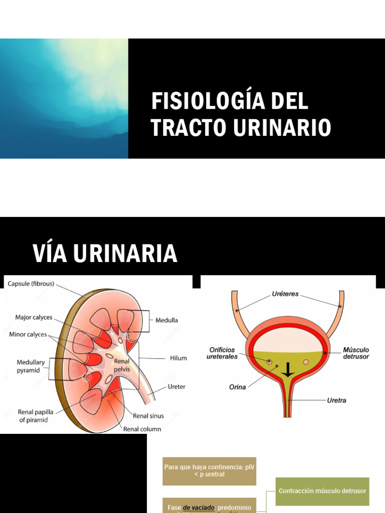 Fisiología del Tracto Urinario | PDF | Sistema urinario | Especialidades Medicas