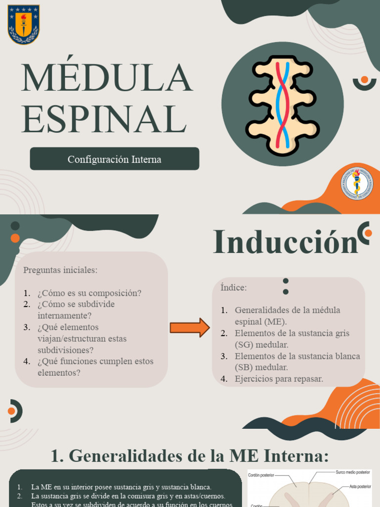 Médula Espinal - Configuración Interna | PDF | Médula espinal | Materia gris