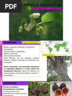 Características y usos del matapalo | PDF | Arboles | Hoja