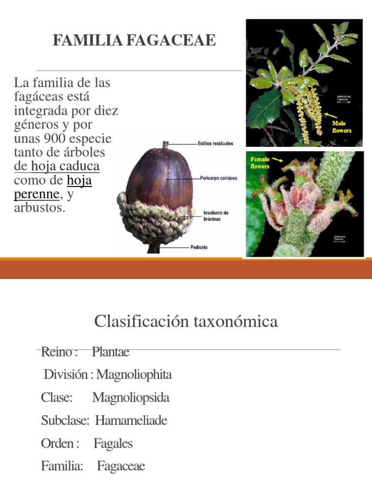 Familia Fagaceae | PDF | Roble | Ramas de la botánica