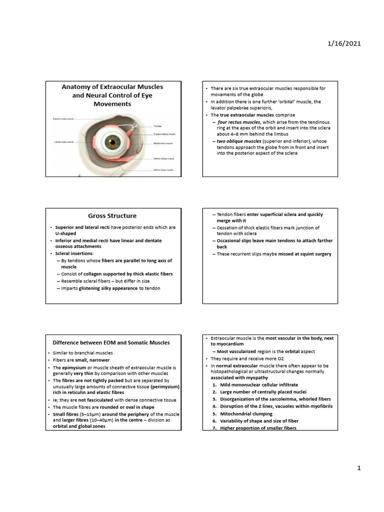 Anatomy and Function of Extraocular Muscles | PDF | Skeletal Muscle ...
