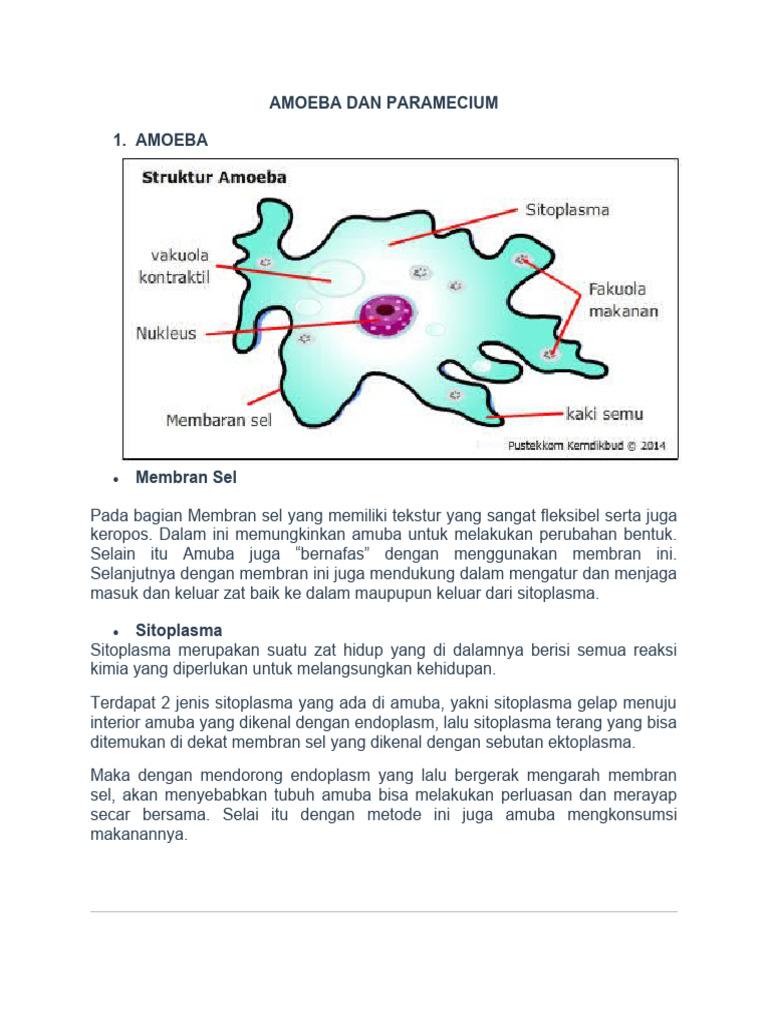 AMOEBA DAN PARAMECIUM | PDF