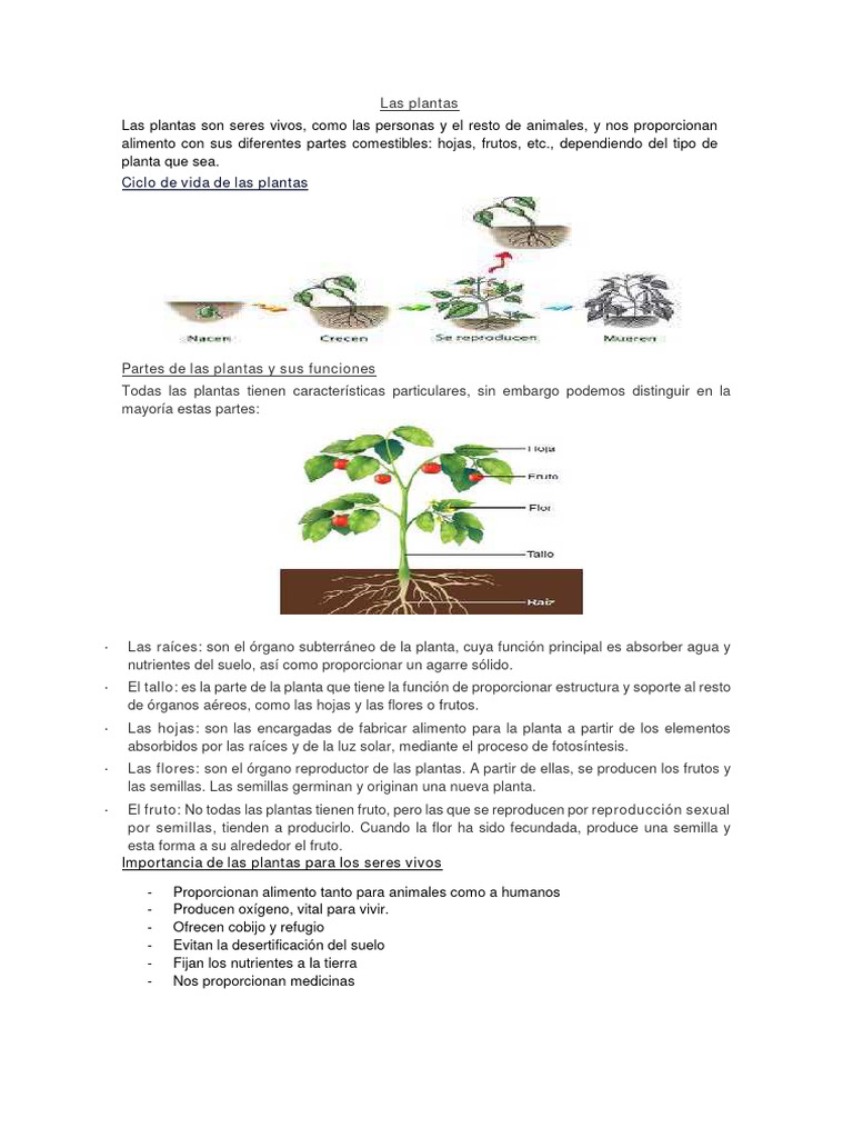 Partes y funciones de las plantas | PDF | Ciencia y matemáticas