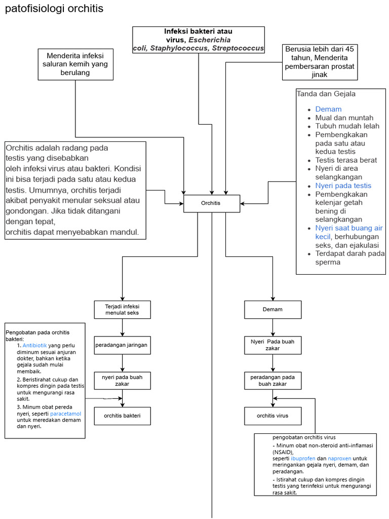 Patoflo Diagram Orchitis - Drawio | PDF